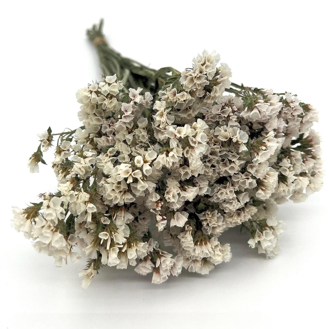 Preserved White Statice 10 Stem Bundle Great for Crafting, Arrangements ...