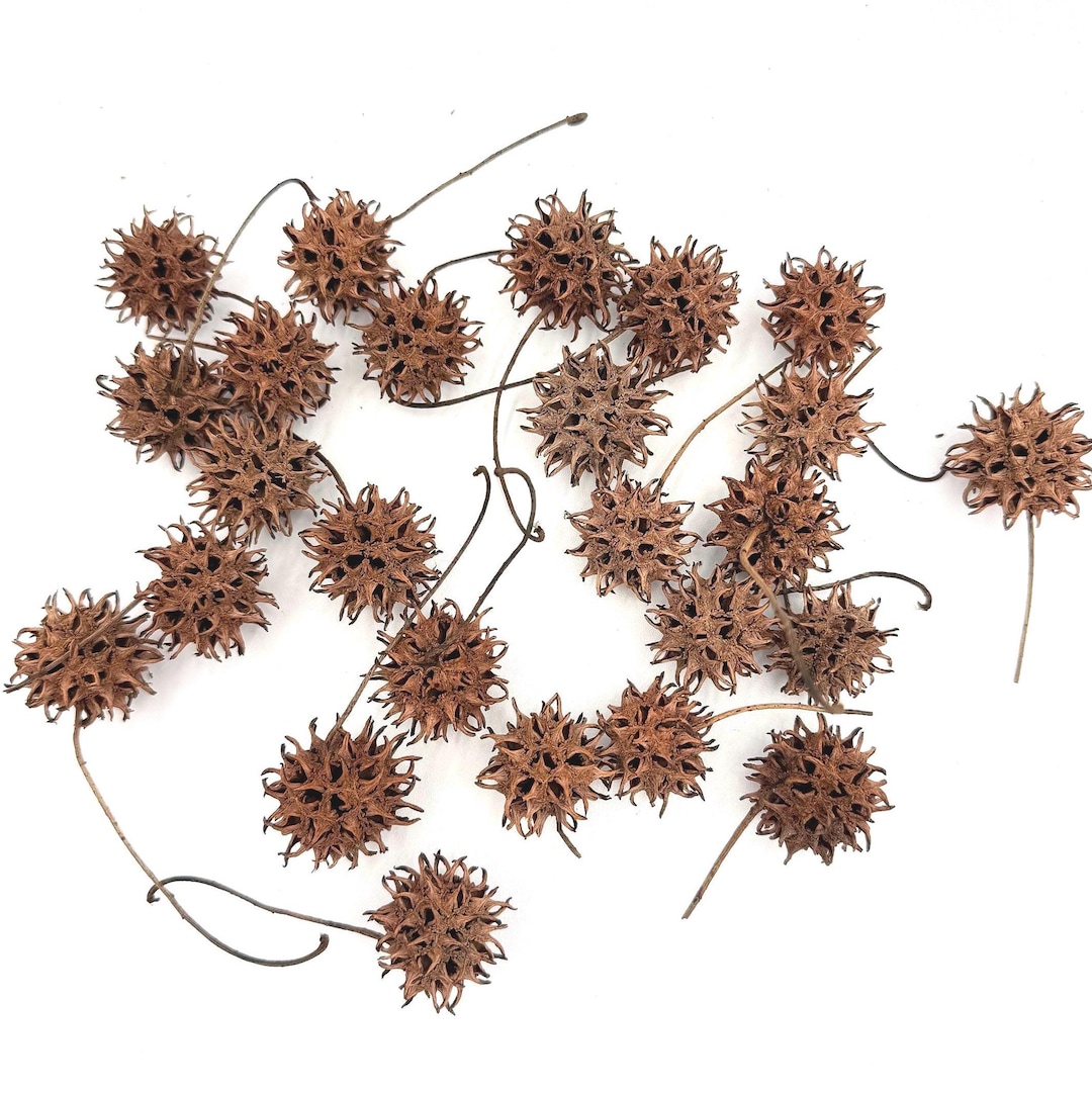 Natural Dried Seed Pods From Sweet Gum Tree for Rustic Crafts, DIY ...