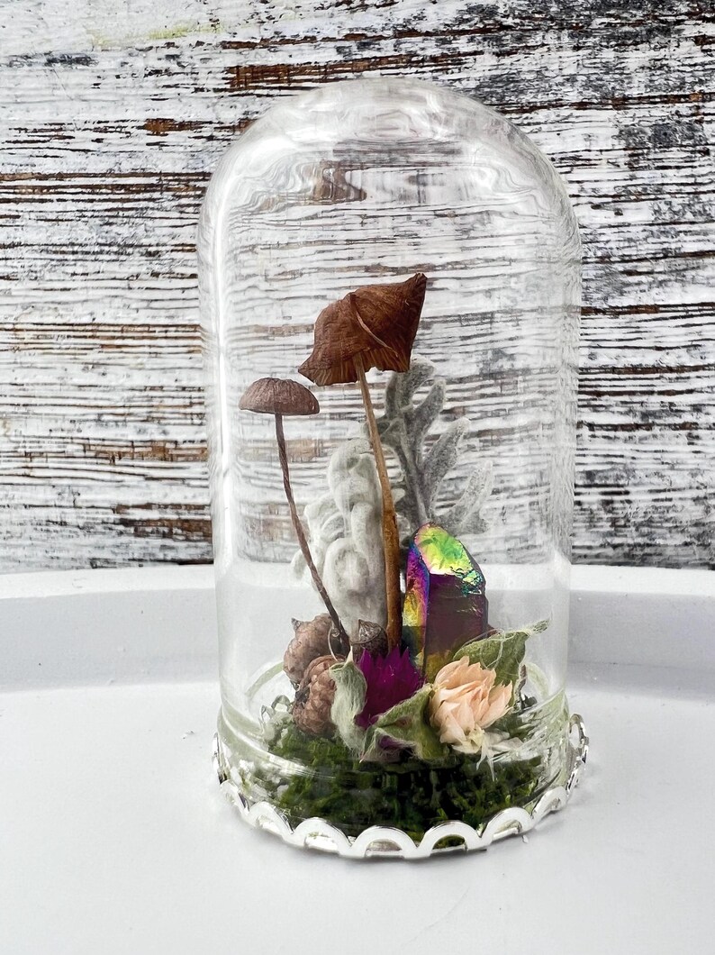 Miniature Preserved Botanical Glass Dome Terrarium With Dried Mushrooms ...