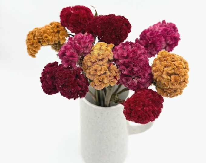 10 Stem Dried Cockscomb Celosia Bundle - Mixed Colors, Vibrant Textured ...
