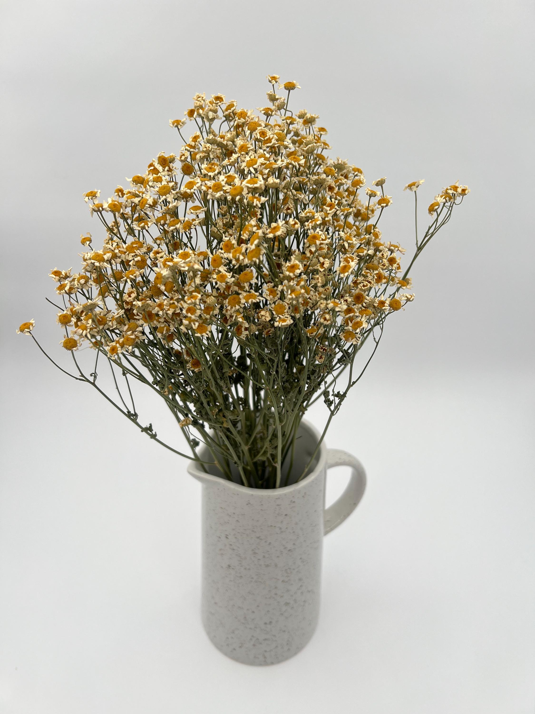 Preserved Feverfew 10 Stem Bundle Great for Crafting, Arrangements ...