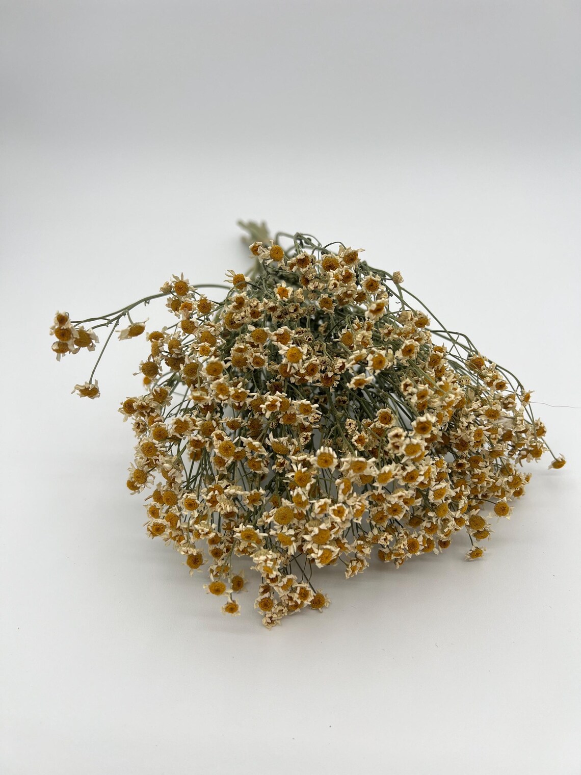 Preserved Feverfew 10 Stem Bundle Great for Crafting, Arrangements ...