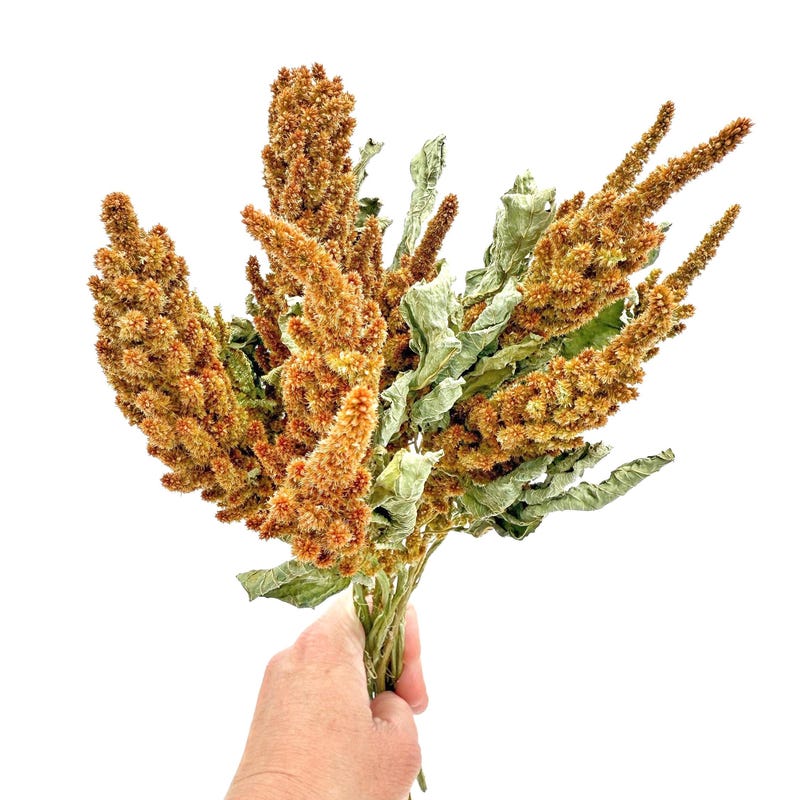 Dried Amaranthus - Etsy