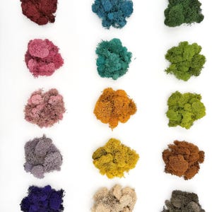 Preserved Reindeer Moss – Colorful Moss for Crafts, Terrariums, Floral ...