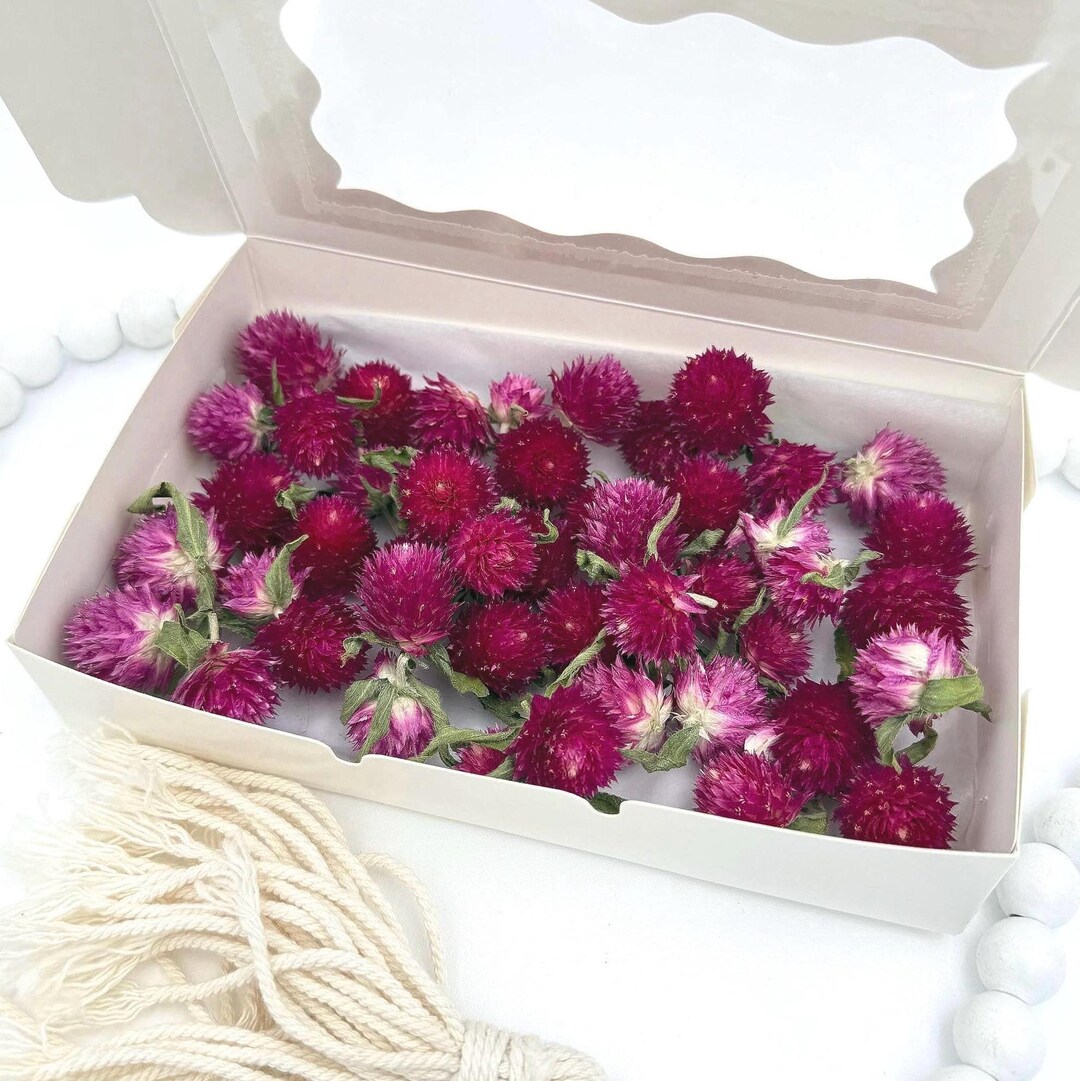 Dried Magenta Pink Gomphrena Craft Box 50 Piece, Dry Natural Florals ...