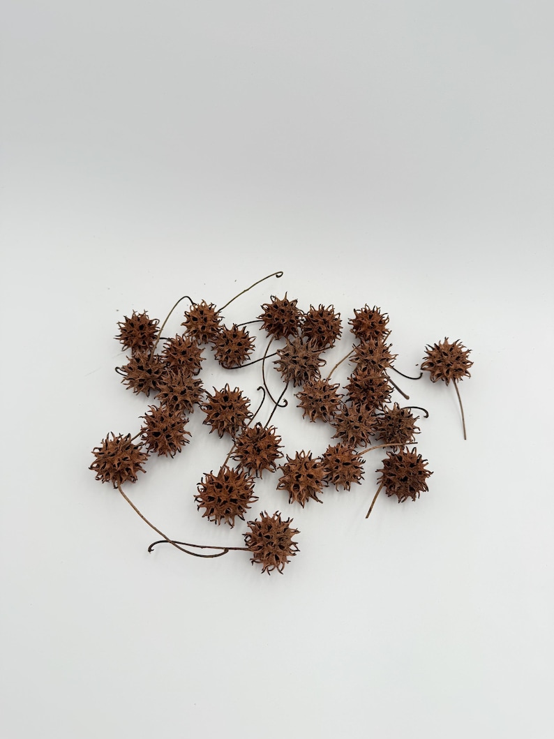 Natural Dried Seed Pods From Sweet Gum Tree for Rustic Crafts, DIY ...