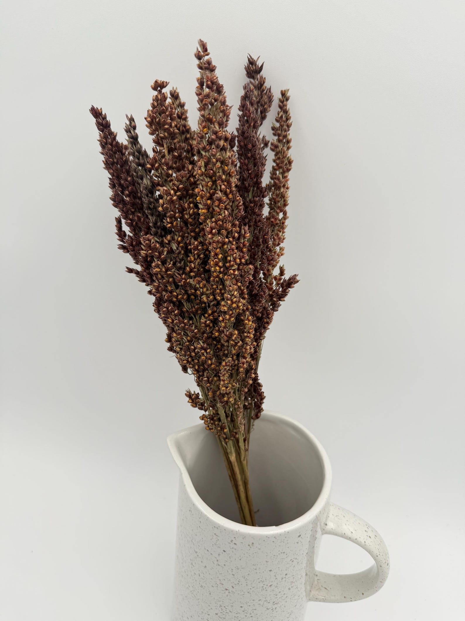 Preserved Natural Colors Sorghum Grain 10 Stem Bundle for Wreaths ...