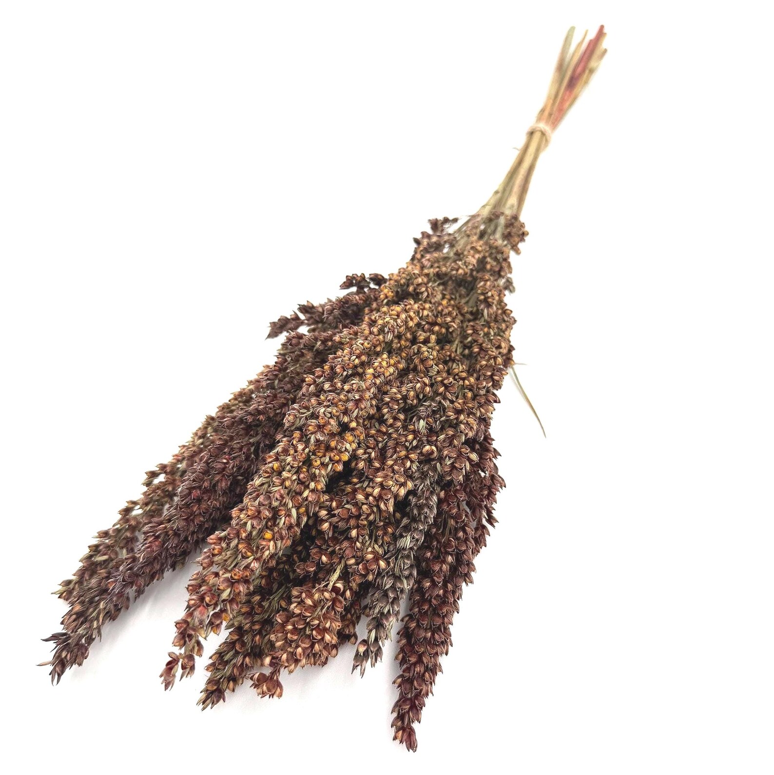 Preserved Natural Colors Sorghum Grain 10 Stem Bundle for Wreaths ...