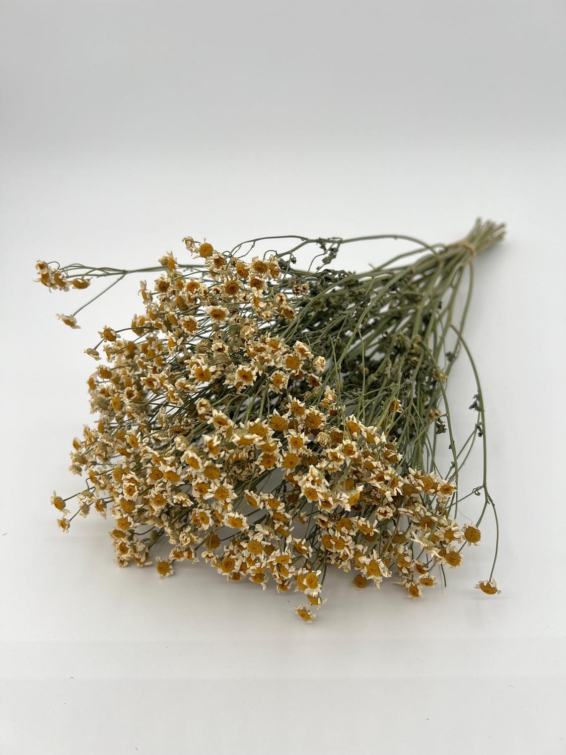 Preserved Feverfew 10 Stem Bundle Great for Crafting, Arrangements ...