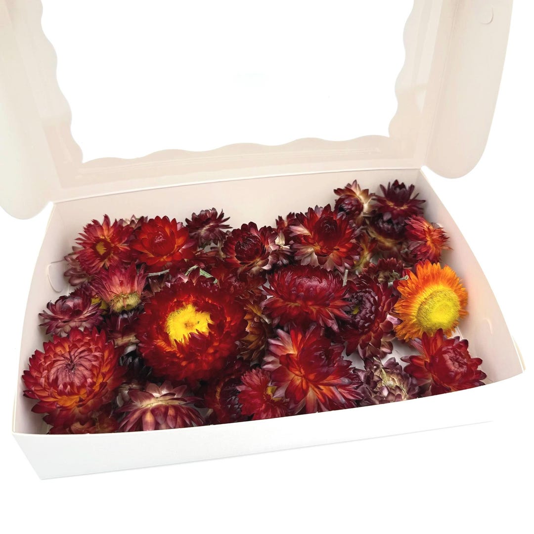 Dried Burnt Red / Rust Strawflower Heads, Dry Red Blooms for Floral Art ...