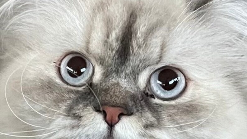 Consignment Pet Art, Pencil Drawing of Your Beloved Pet or Pets, This ...