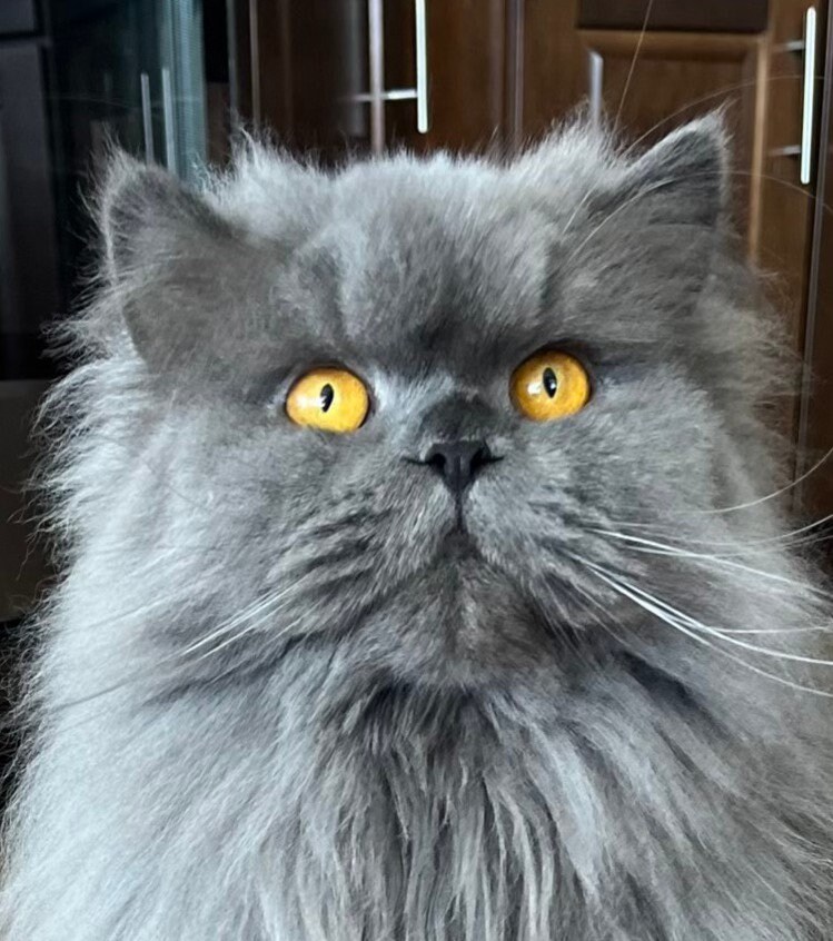 Consignment Pet Art, Pencil Drawing of Your Beloved Pet or Pets, This ...