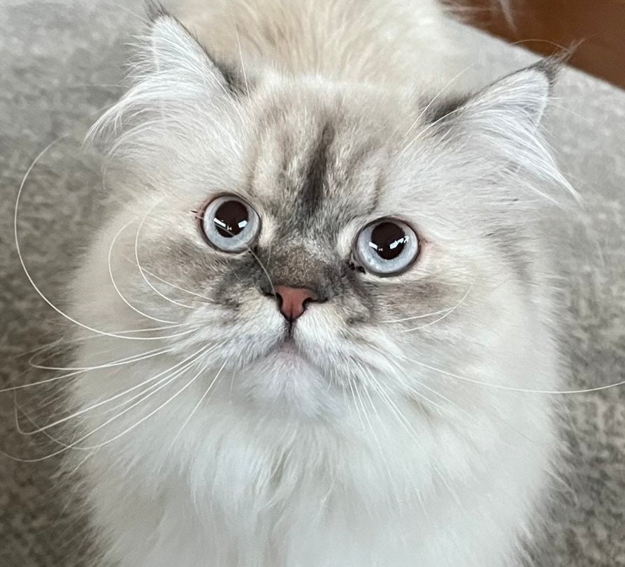 Consignment Pet Art, Pencil Drawing of Your Beloved Pet or Pets, This ...