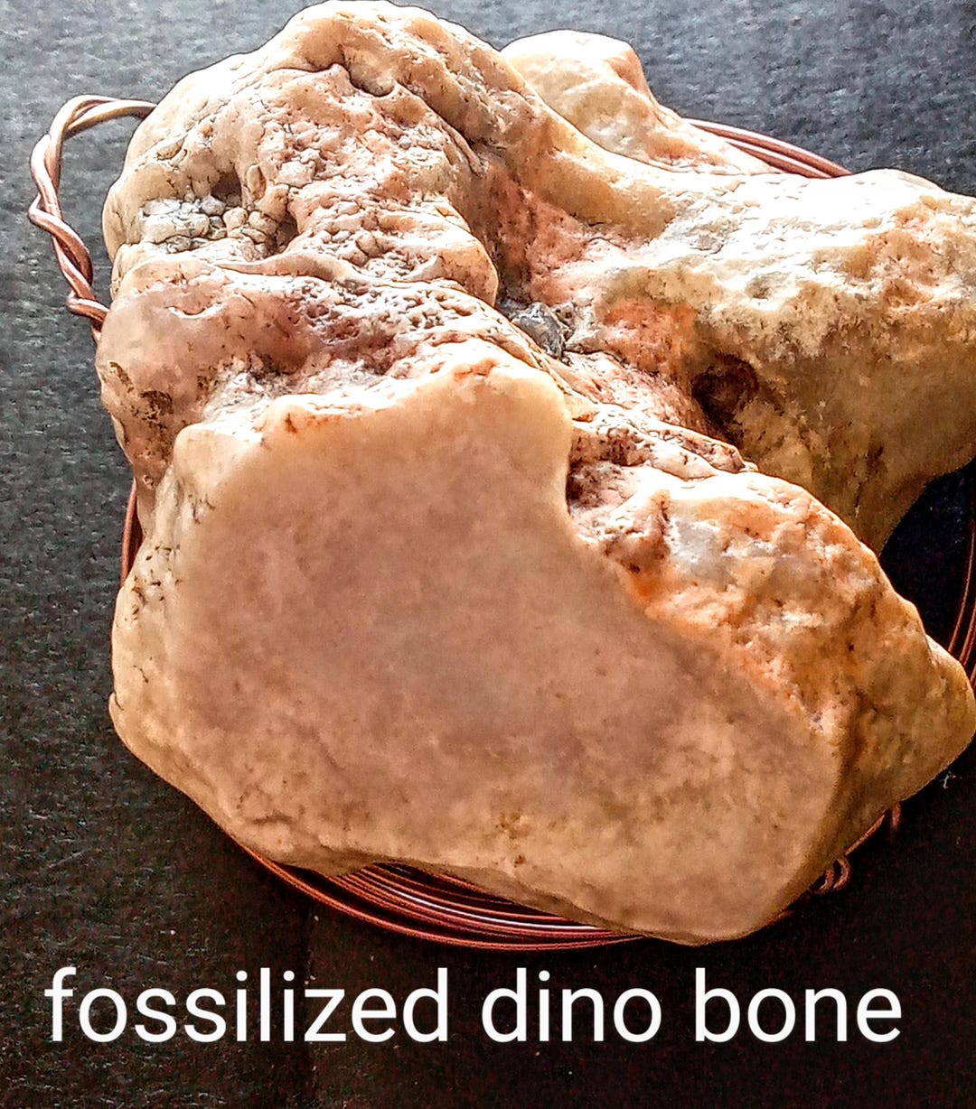 Fossilized Dinosaur Bone, Prehistoric, Jurassic - Etsy