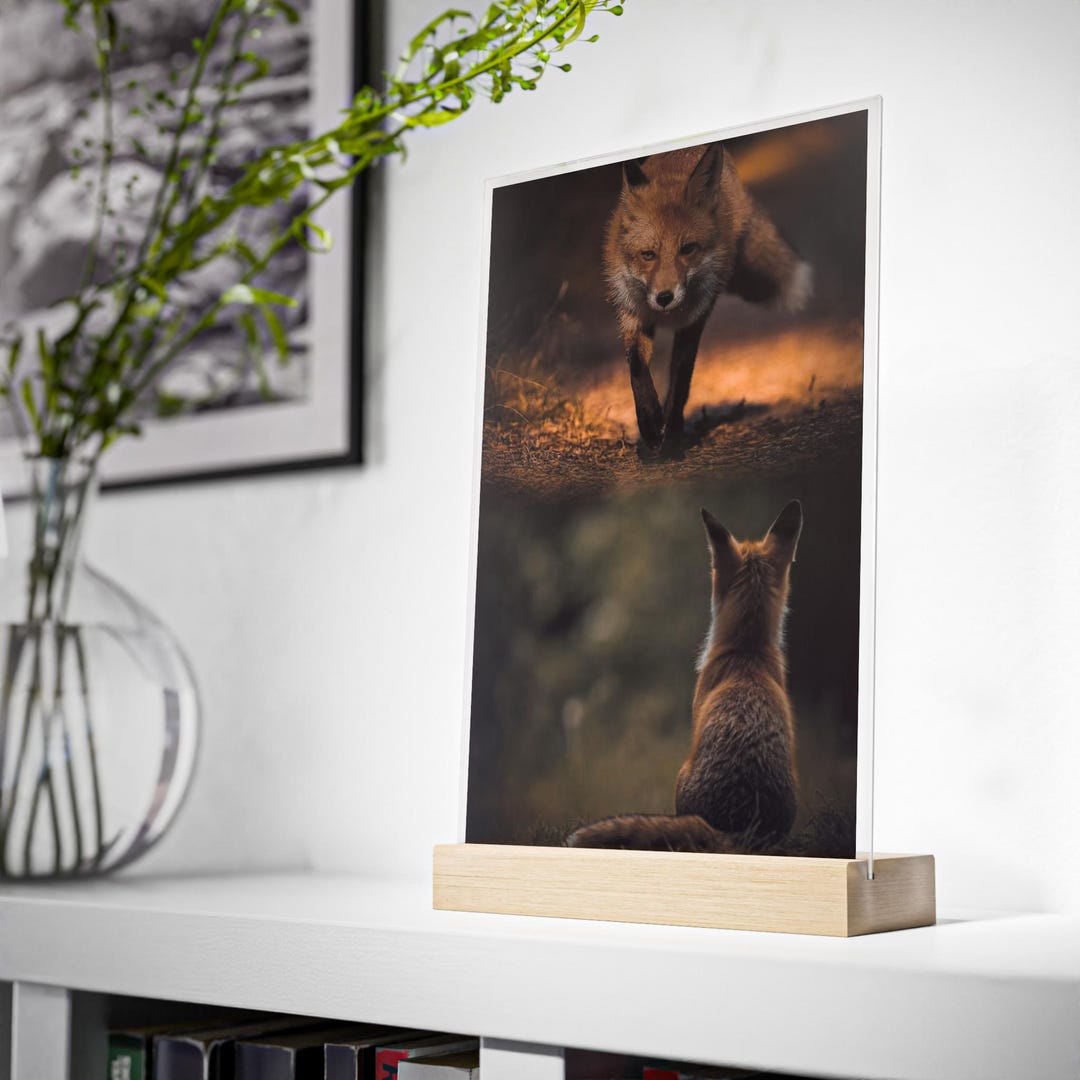 Dual Red Fox Nature Acrylic Sign Print Embracive Wildlife Art - Etsy