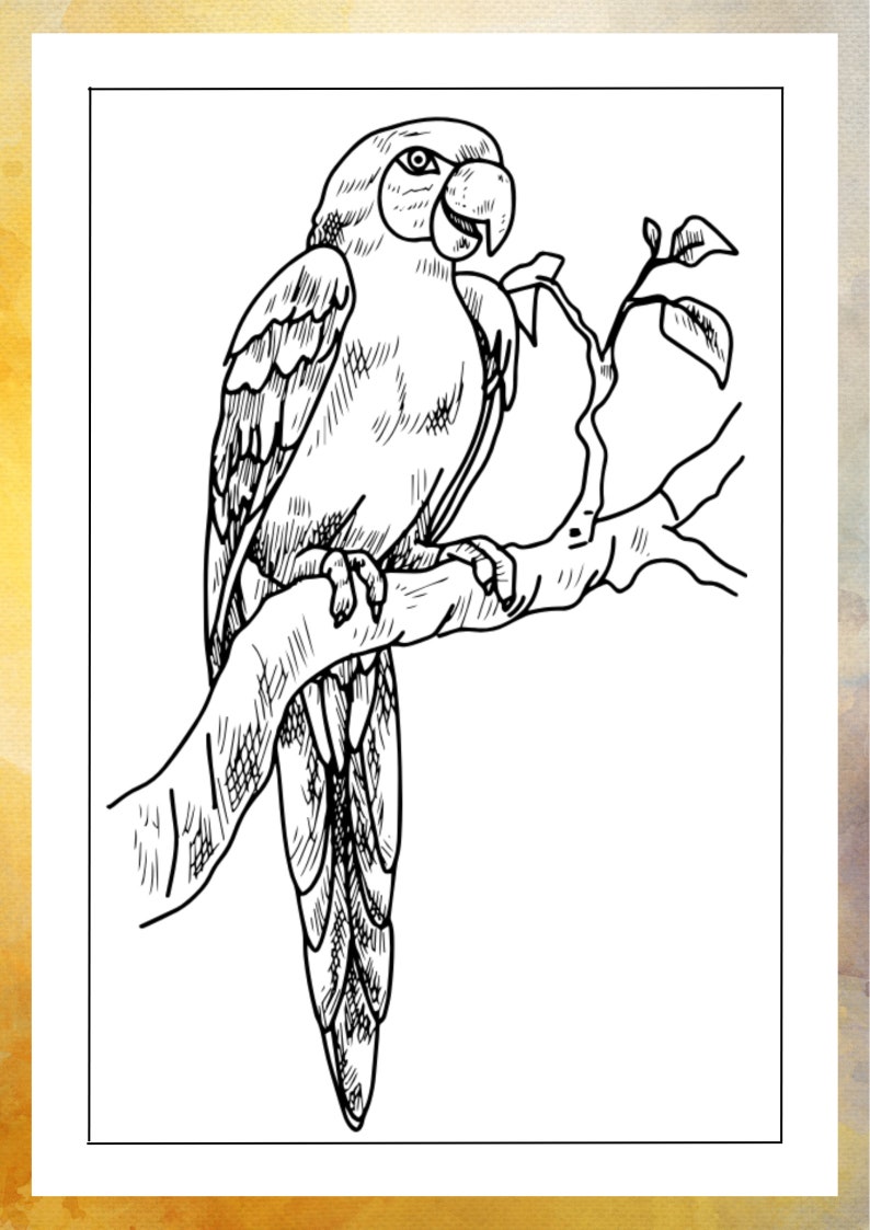 PARROT SKETCH PRINT - Etsy