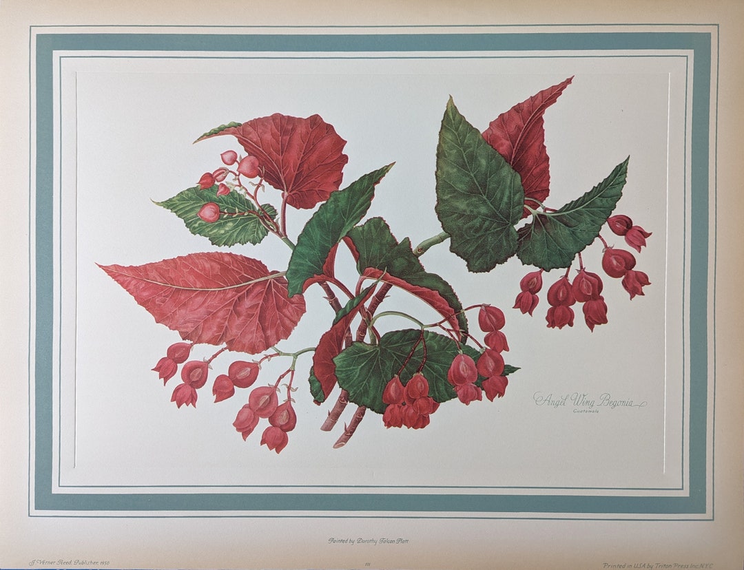 Art mural vintage « Angel Wing Begonia » par Dorothy Platt, phototypie ...