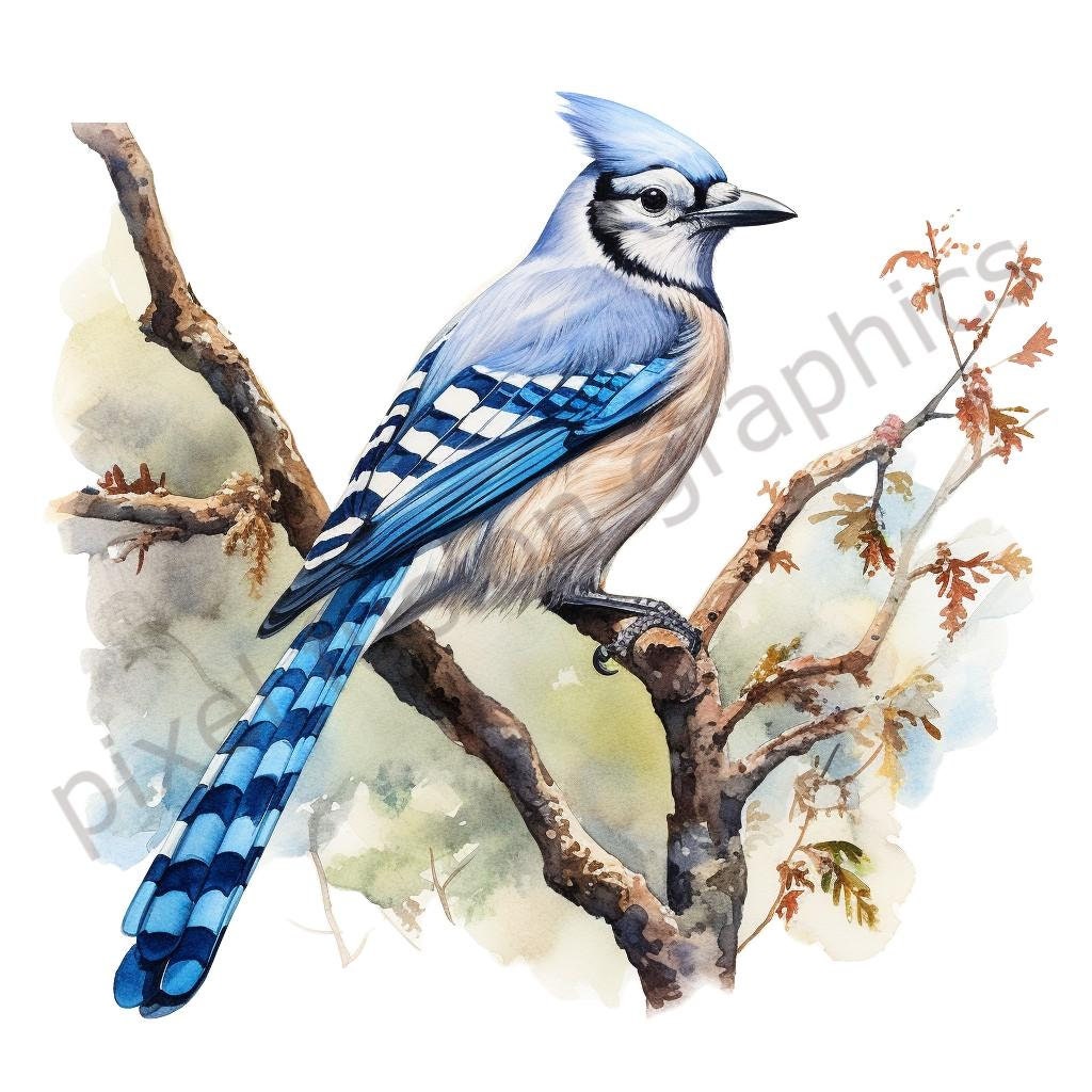 PNG Blue Jay Watercolor Clip Art With Flowers, Leaves on Branches Day ...