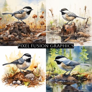 Chickadee Bird, Watercolor Clip Art, 12 JPG High Quality Resolution ...