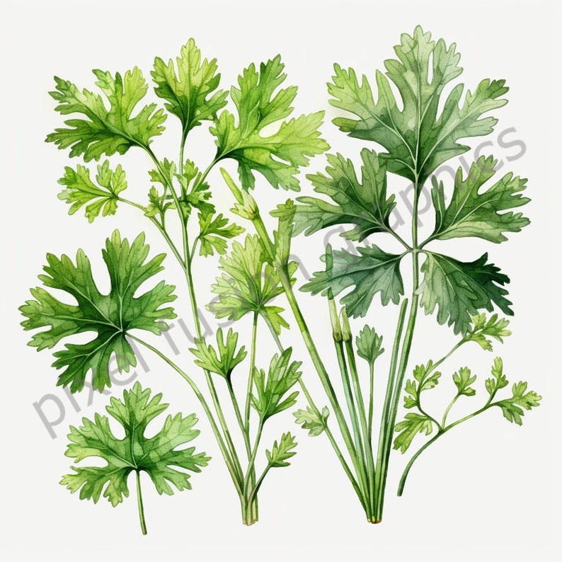 Herbs Watercolor Clip Art Set, High Quality Resolution Herbarium, 300 ...