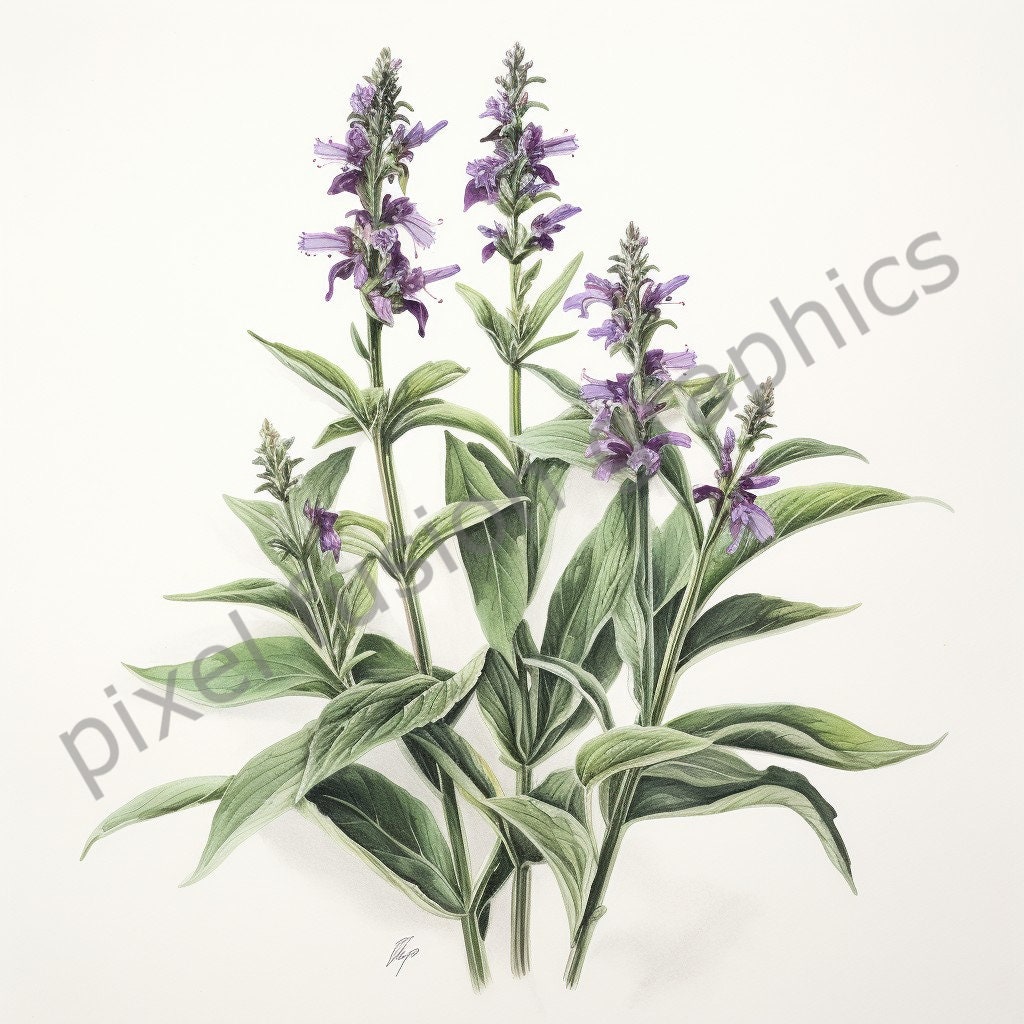 Herbarium Watercolor Clip Art Set 2 High Quality Resolution - Etsy