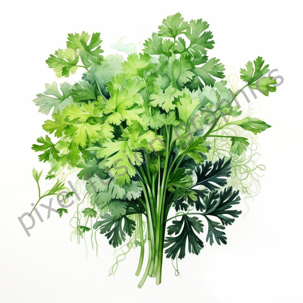 Herbarium Watercolor Clip Art Set 2 High Quality Resolution - Etsy