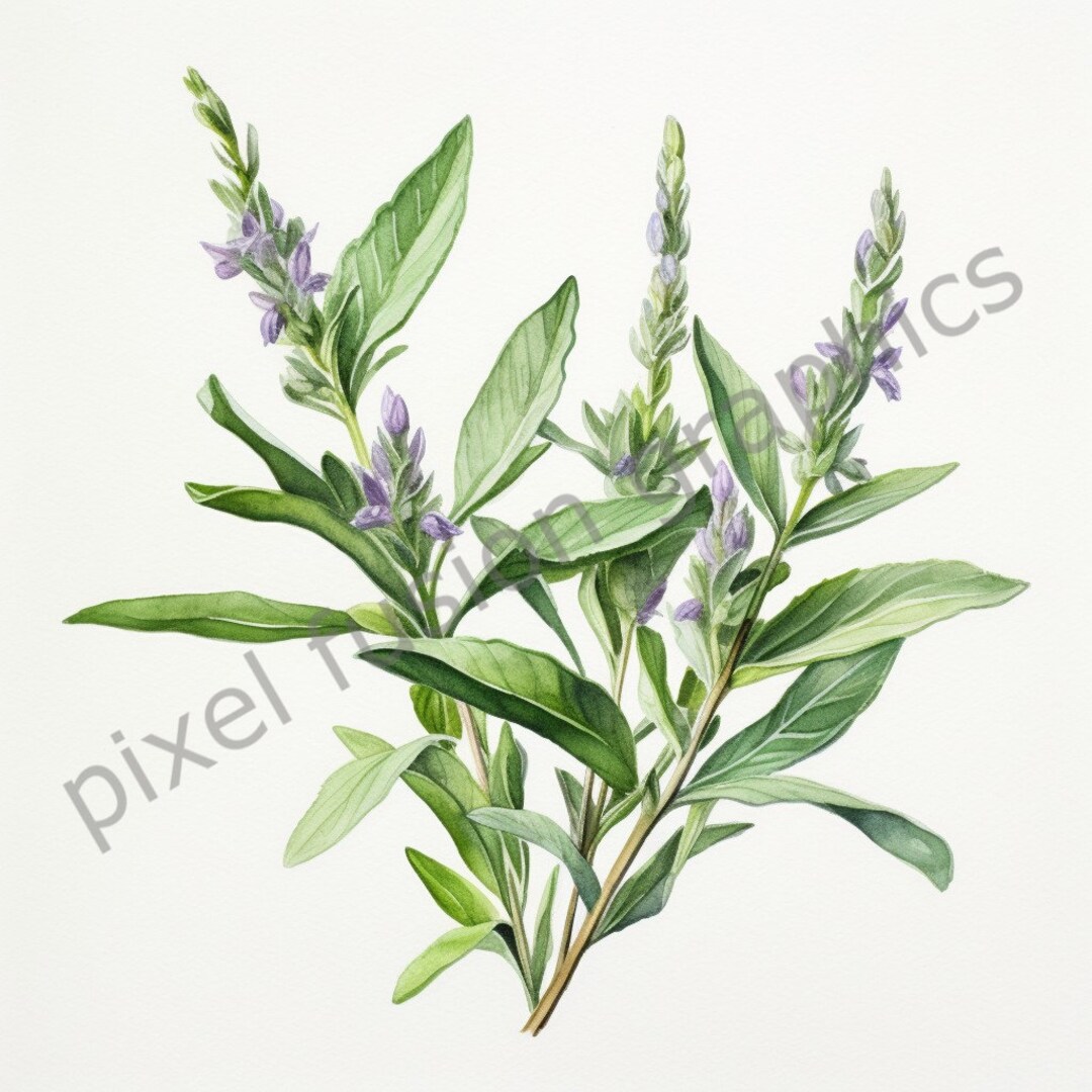 Herbs Watercolor Clip Art Set, High Quality Resolution Herbarium, Sage ...