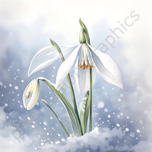 Snowdrop January Birthday Flower Watercolor Clip Art, High Quality ...