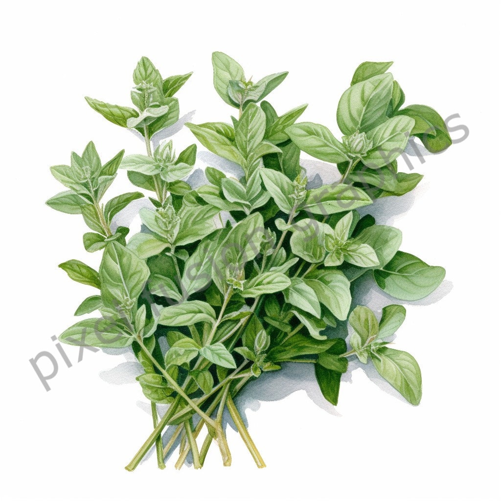 Herbs Watercolor Clip Art Set, High Quality Resolution Herbarium, 300 ...