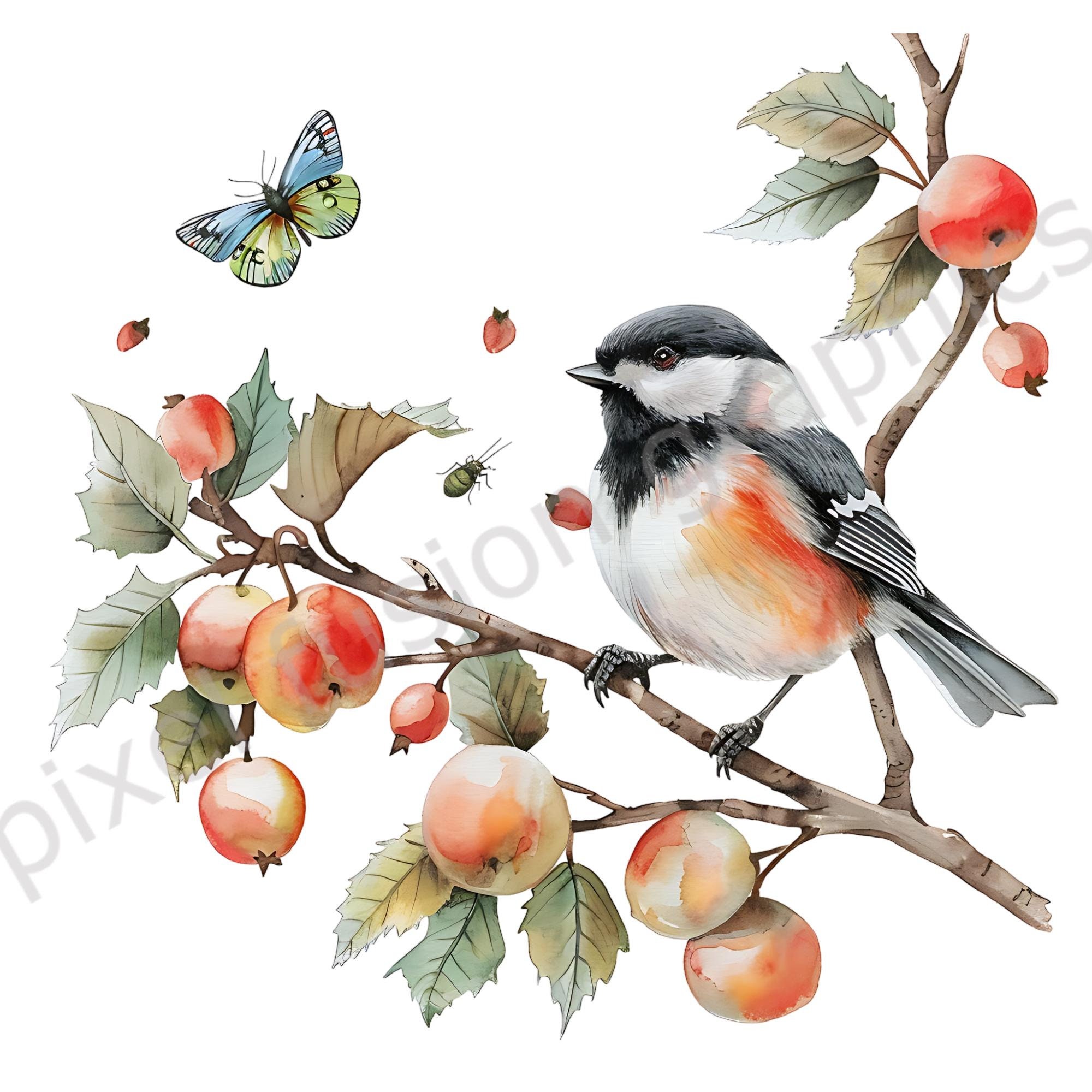 NEW Chickadee Bird Watercolor PNG Clip Art Spring and Summer Chickadee ...