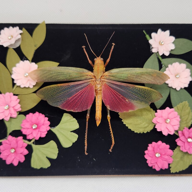 TaylorsCurioCabinet - Etsy