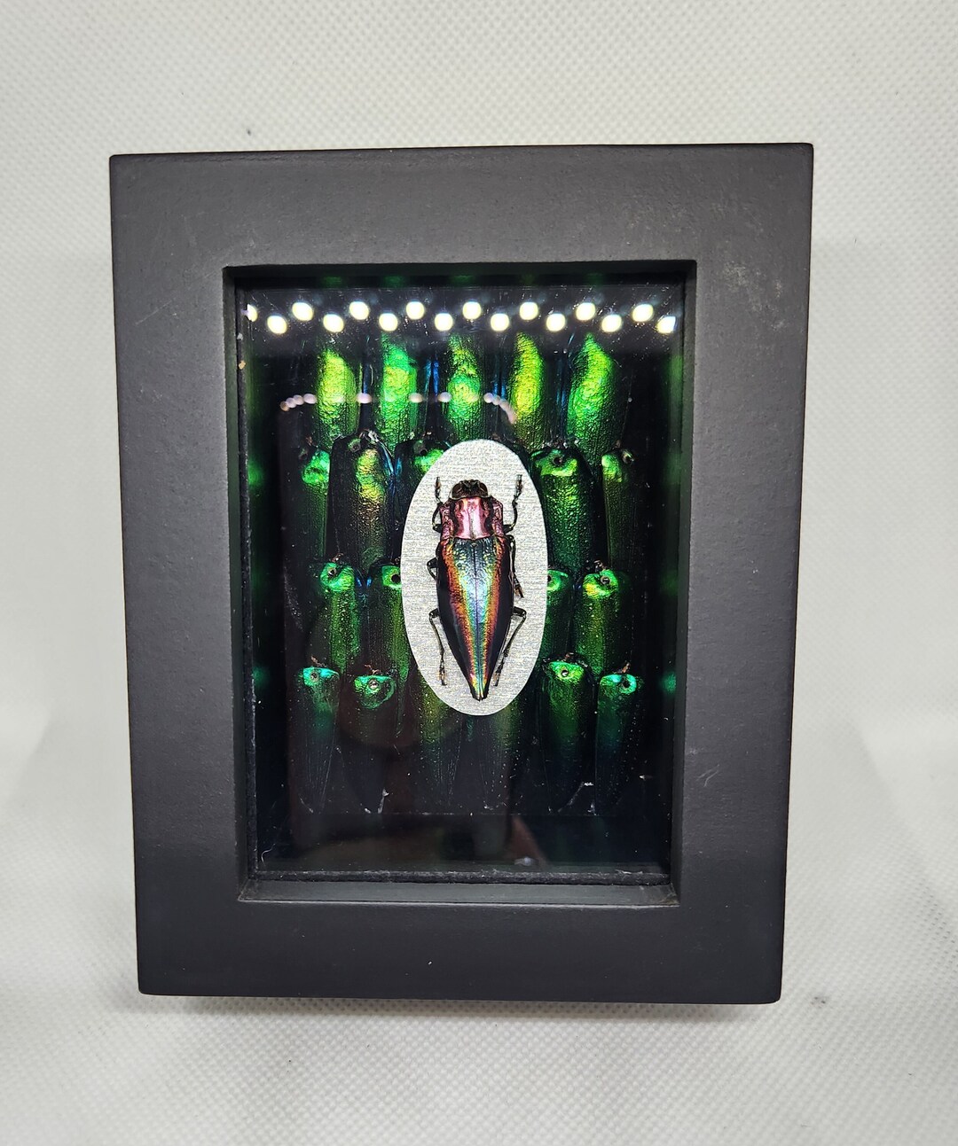 Preserved Rainbow Beetle Shadow Box - Etsy