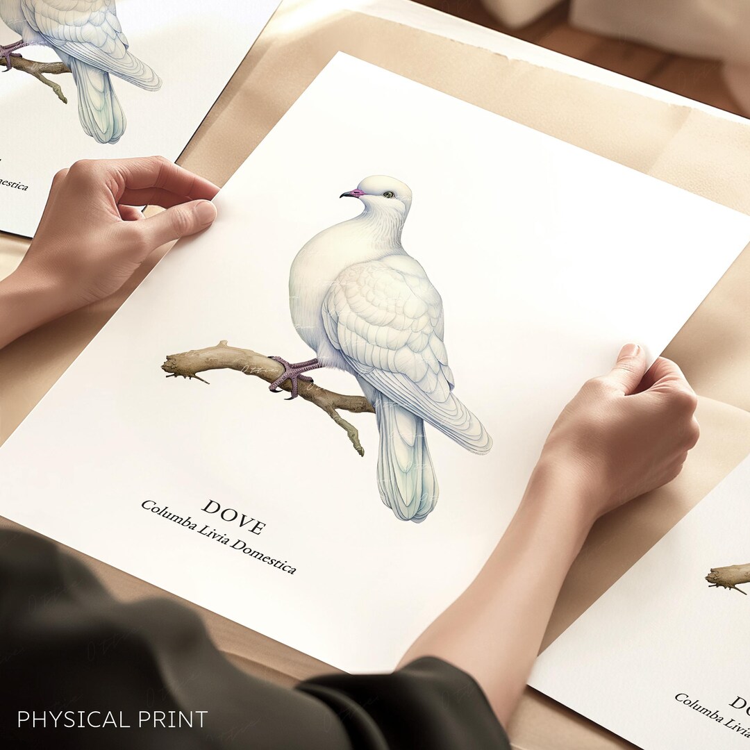 Dove Bird Wall Print, Home Decor Posters, Bird Illustration - Etsy