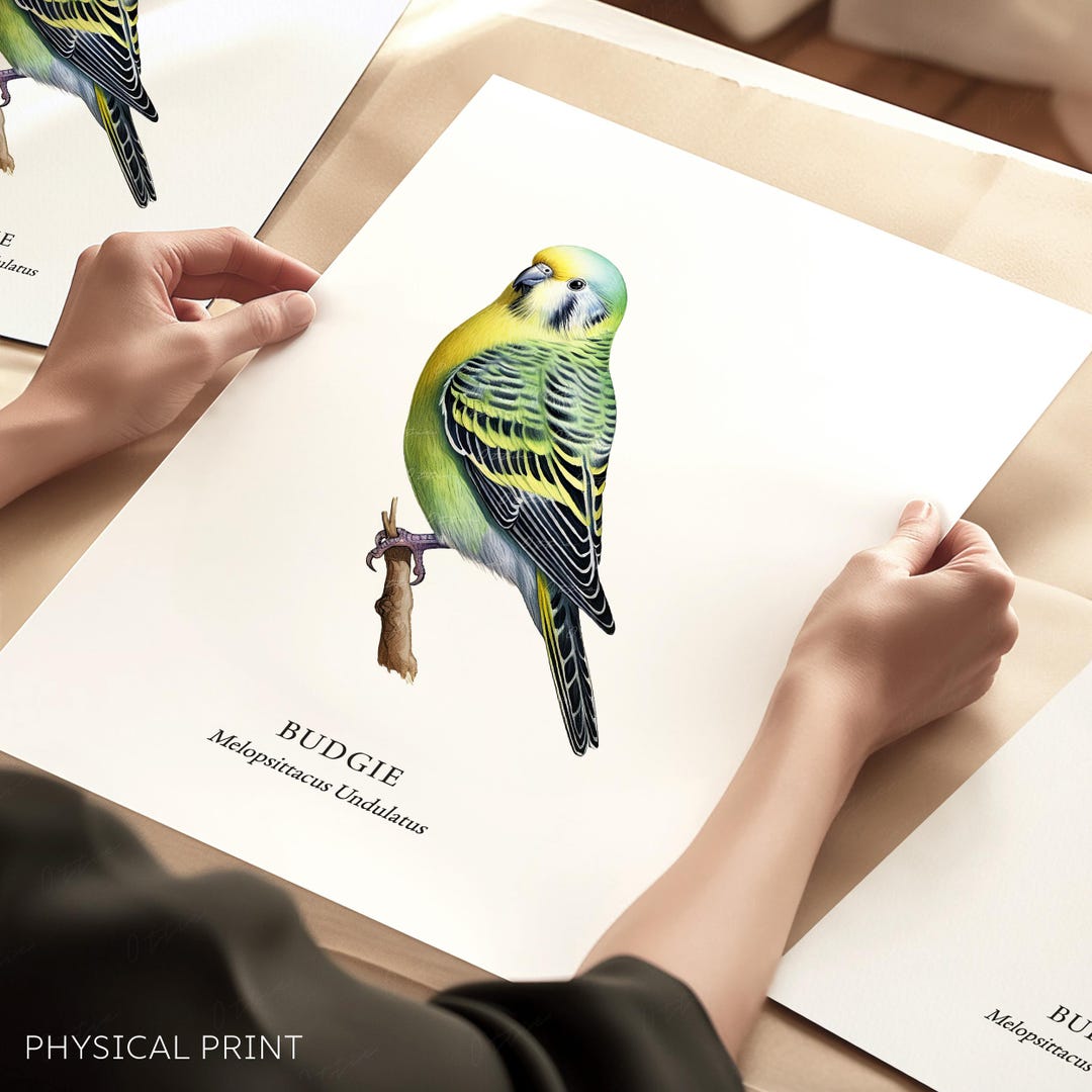 Bird Print, Budgie Poster, Garden Birds, Tropical Bird Poster, Bird ...