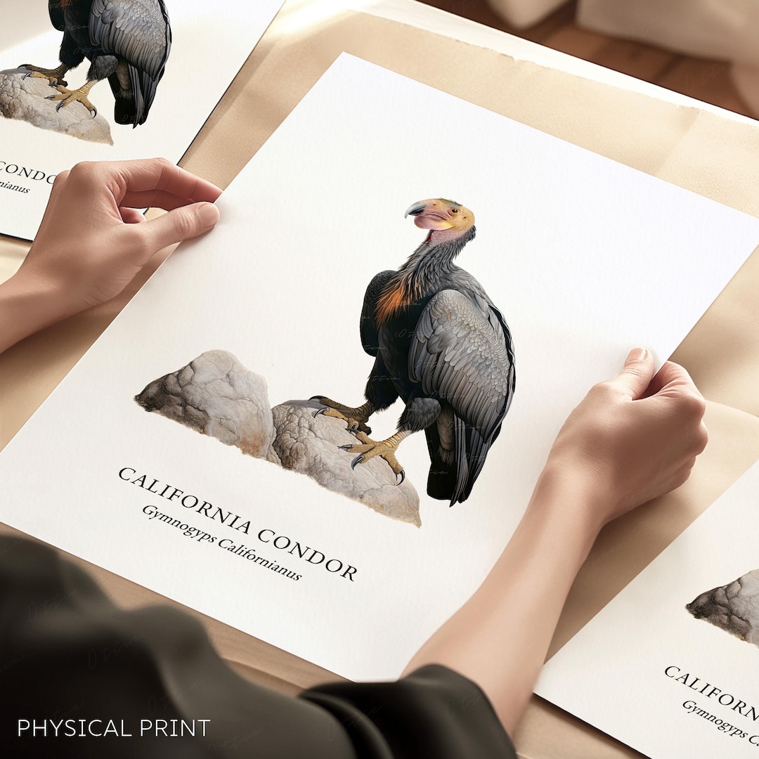 Bird Print, California Condor Poster Illustration, Bird Gifts, Birds of ...