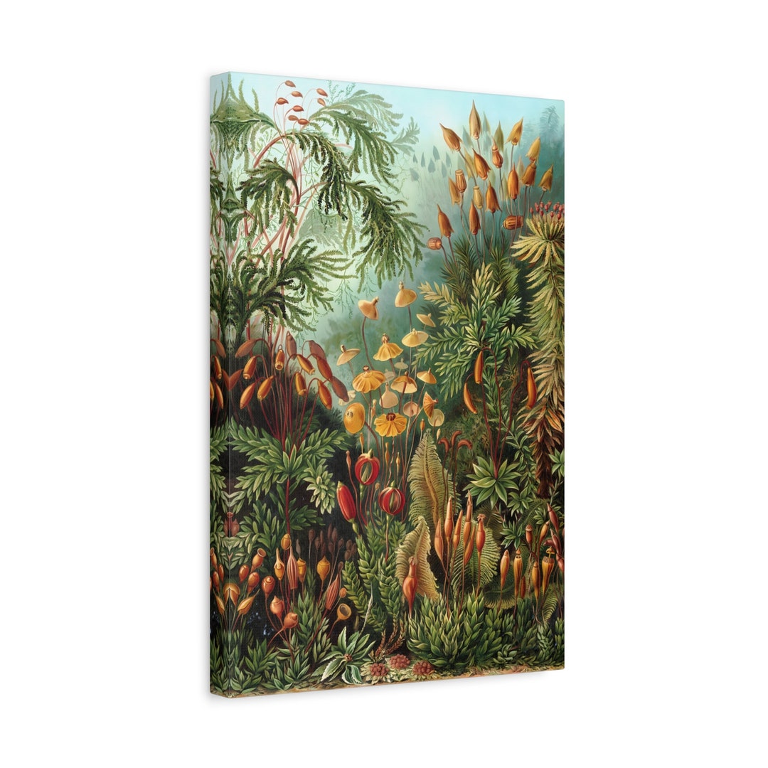 Ernst Haeckel Muscinae Canvas Print Famous Artist Prints - Etsy