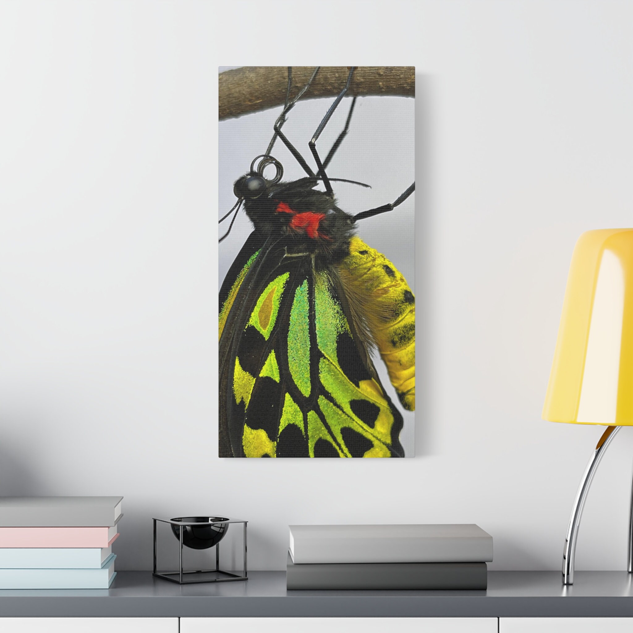 Cairns Birdwing Butterfly Canvas Print - Etsy