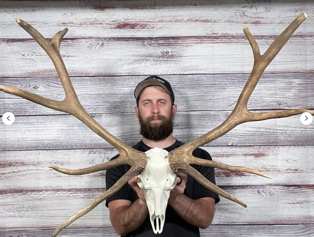 Dark Mini 5x5 Elk Antler Fake Skull Deer Mount Taxidermy Man - Etsy