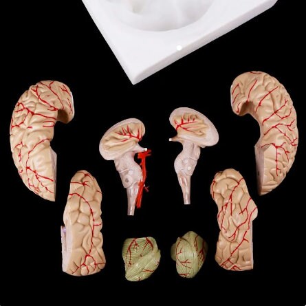Human Brain Anatomical Model Cerebrum Cerebellum Midbrain Medulla Pons ...