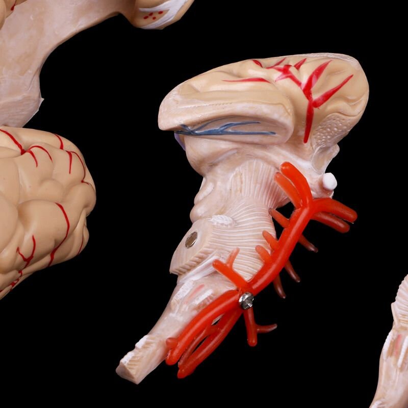 Human Brain Anatomical Model Cerebrum Cerebellum Midbrain Medulla Pons ...