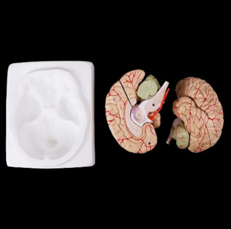 Human Brain Anatomical Model Cerebrum Cerebellum Midbrain Medulla Pons ...