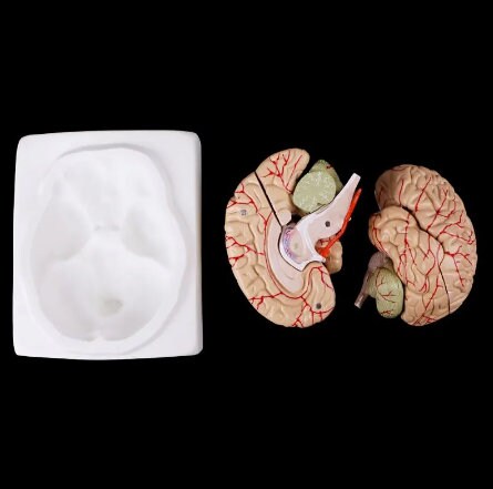 Human Brain Anatomical Model Cerebrum Cerebellum Midbrain Medulla Pons ...