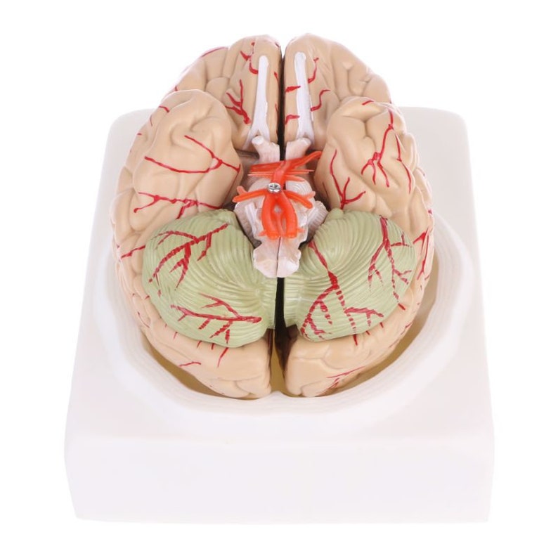 Human Brain Anatomical Model Cerebrum Cerebellum Midbrain Medulla Pons ...