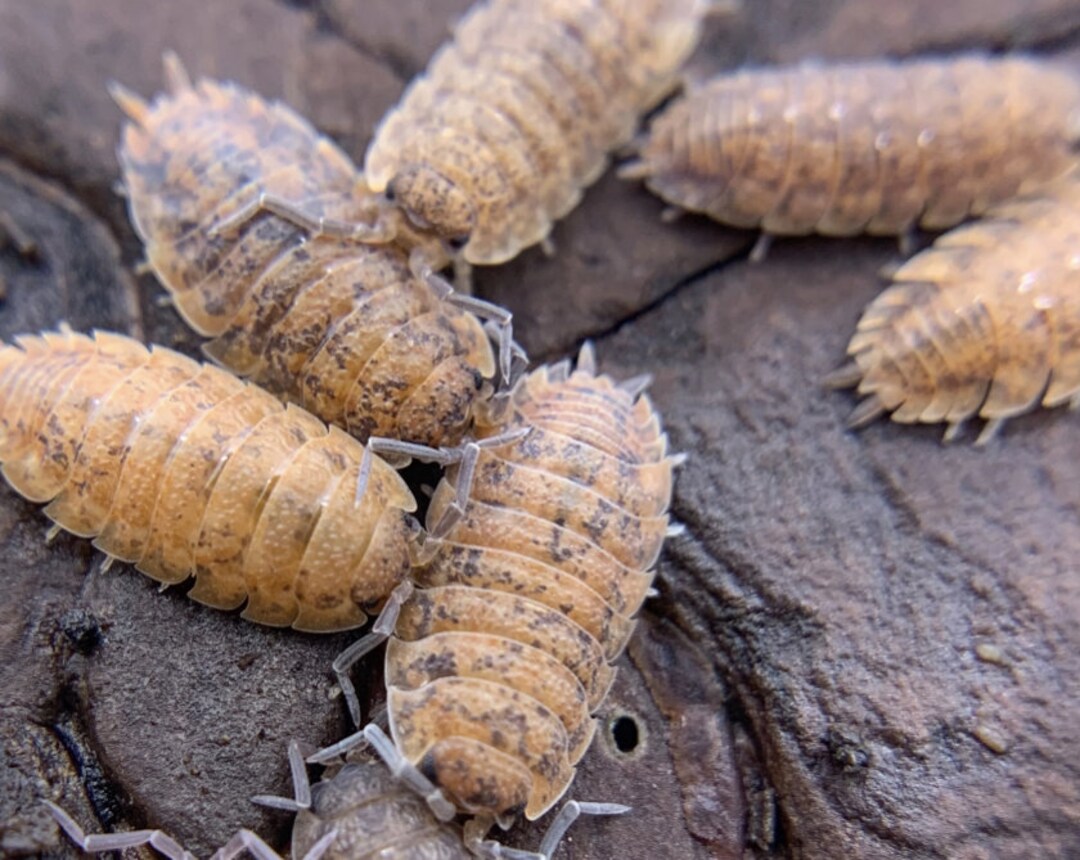 10 Calico Isopod Culture - Etsy Canada
