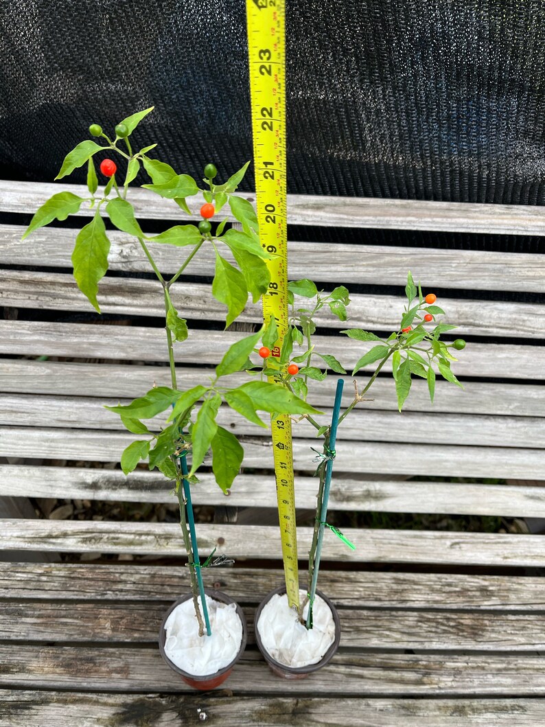 1 Live Chiltepin Pepper Plants 20 Seeds 16 to 24 Tall in 4 Pot&soil ...