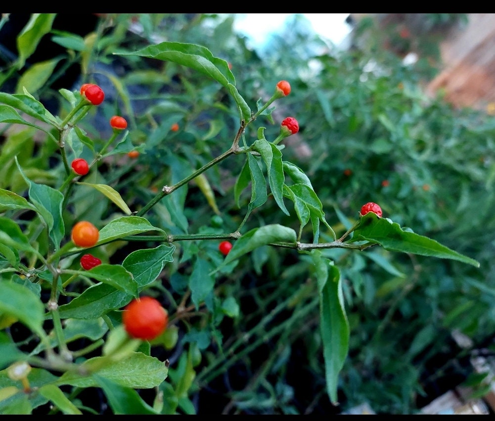 50 to 1,000 Seeds of Chiltepin Pepper Plants 3 Whole Dried Peppers USA ...