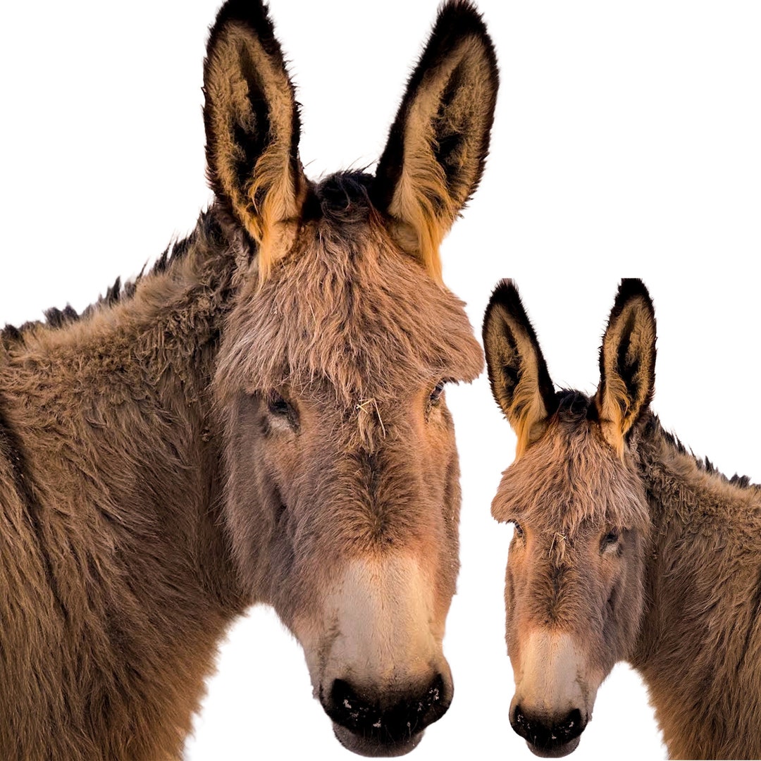 Rustic Donkey Wall Art - Charming House and Farmhouse Décor, Donkey ...