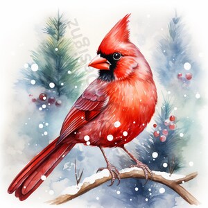 11 Cute Christmas Red Cardinals, High Quality Clipart Bundle ...