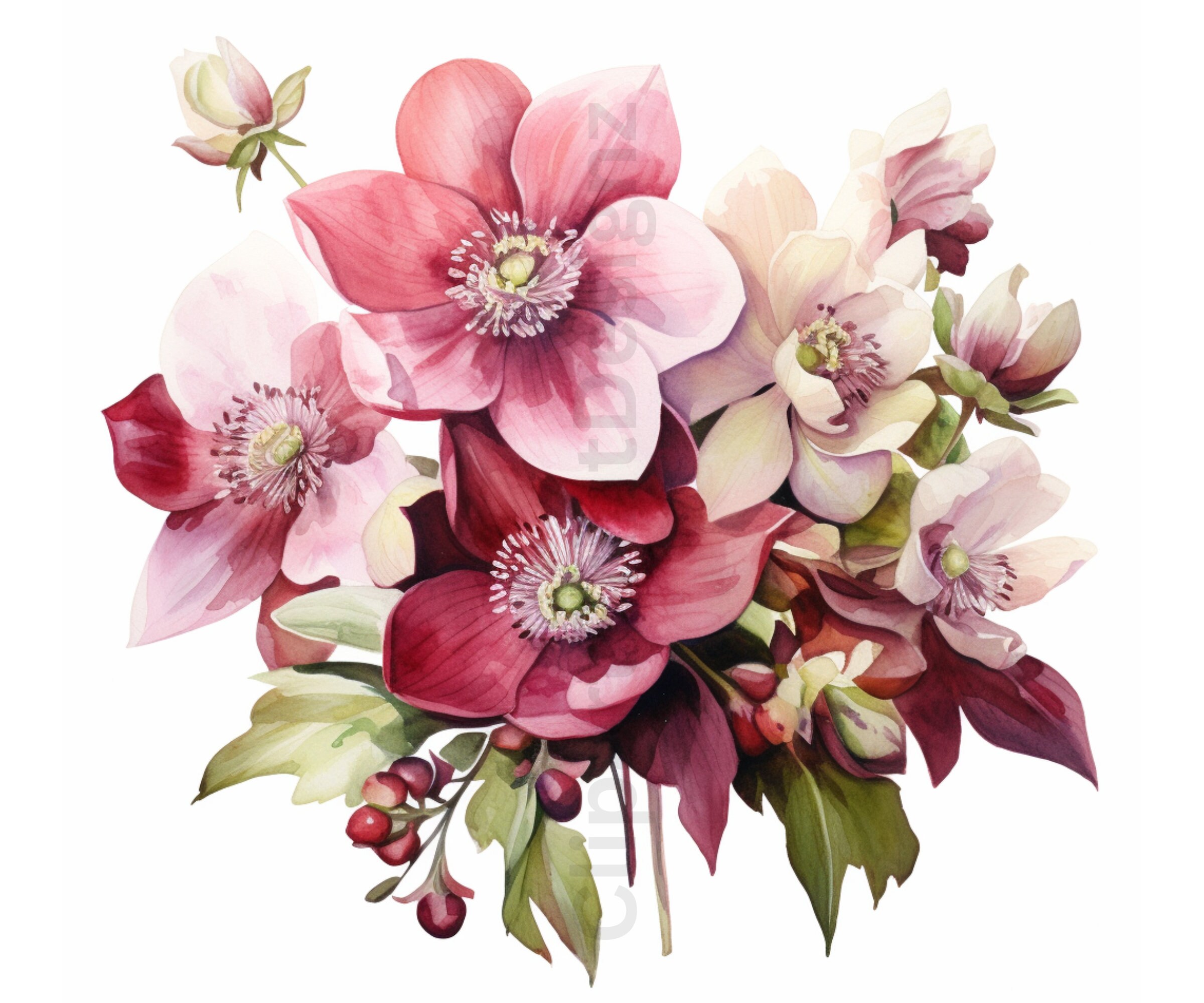 Watercolor Christmas Flowers Clipart, 20 High Quality Images, Christmas ...