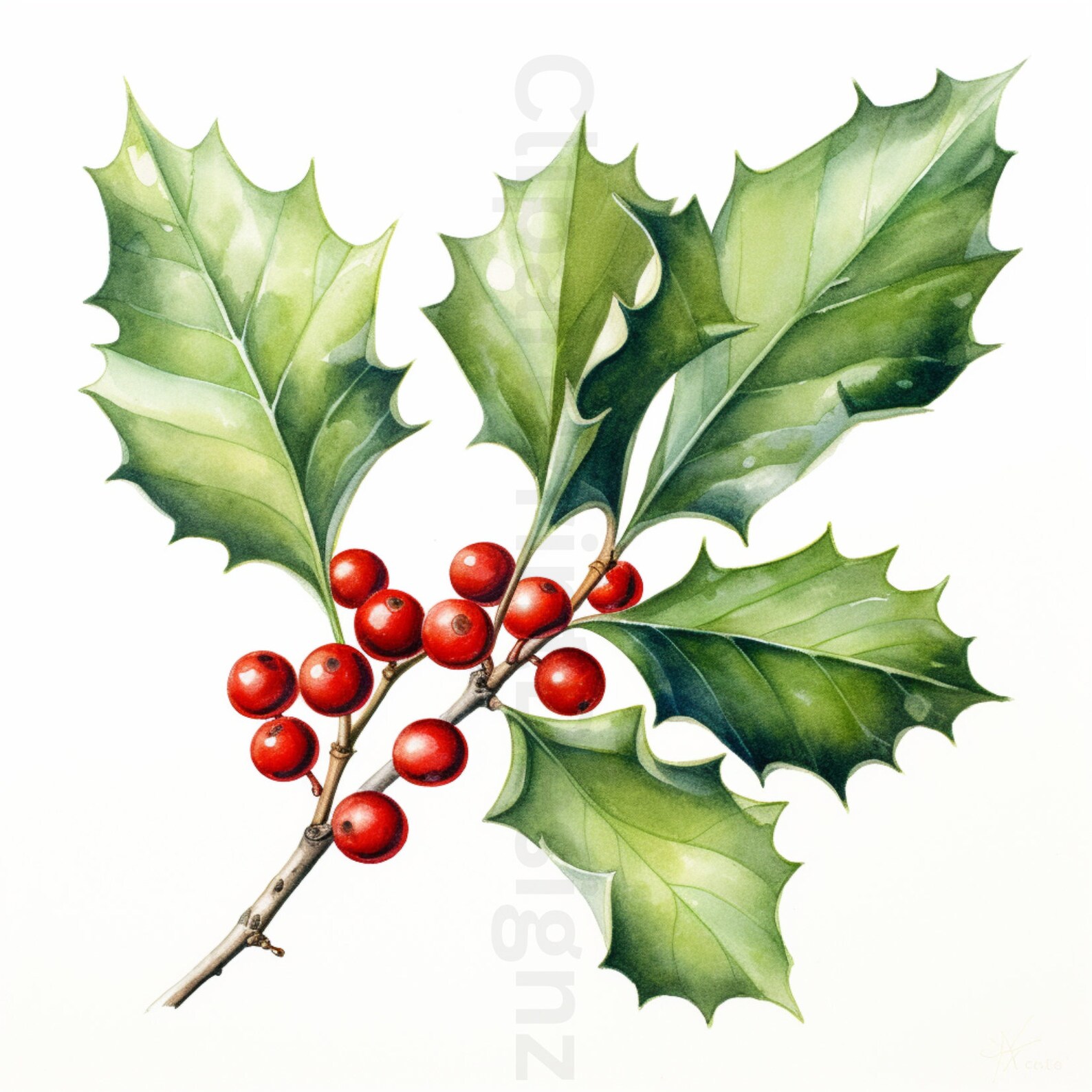 10 Watercolor Christmas Holly, High Quality Clipart Bundle, Commercial ...